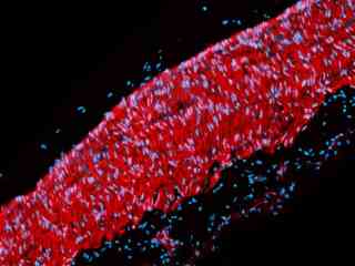Rat Tissue Sections | Nikon’s MicroscopyU