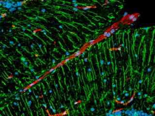 Rat Tissue Sections | Nikon’s MicroscopyU