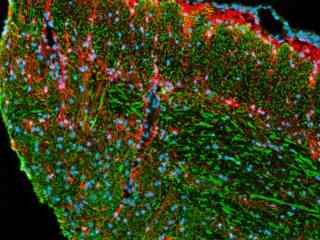 Rat Tissue Sections | Nikon’s MicroscopyU