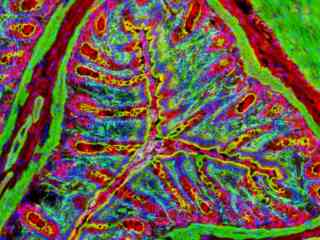 Rat Tissue Sections | Nikon’s MicroscopyU