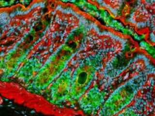 Rat Tissue Sections | Nikon’s MicroscopyU