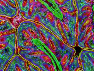 Rat Tissue Sections | Nikon’s MicroscopyU