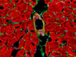 Rat Tissue Sections | Nikon’s MicroscopyU