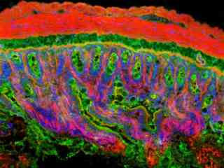 Rat Tissue Sections | Nikon’s MicroscopyU