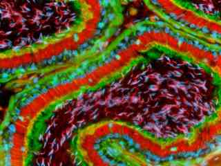 Rat Tissue Sections | Nikon’s MicroscopyU