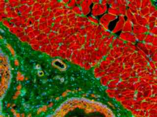 Rat Tissue Sections | Nikon’s MicroscopyU