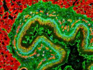 Rat Tissue Sections | Nikon’s MicroscopyU