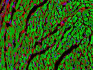 Rat Tissue Sections | Nikon’s MicroscopyU