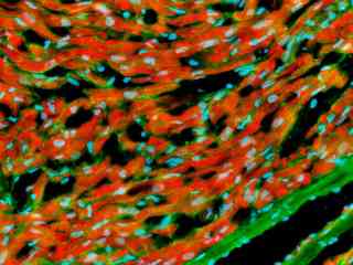 Rat Tissue Sections | Nikon’s MicroscopyU