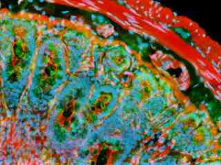 Rat Tissue Sections | Nikon’s MicroscopyU