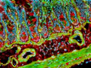 Rat Tissue Sections | Nikon’s MicroscopyU