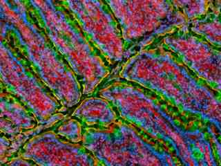 Rat Tissue Sections | Nikon’s MicroscopyU