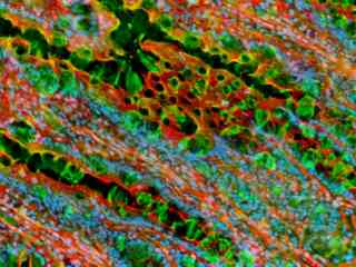 Rat Tissue Sections | Nikon’s MicroscopyU