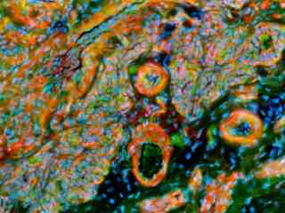 Rat Tissue Sections | Nikon’s MicroscopyU