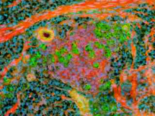 Rat Tissue Sections | Nikon’s MicroscopyU