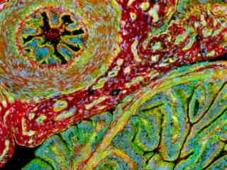 Rat Tissue Sections | Nikon’s MicroscopyU