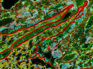 Rat Tissue Sections | Nikon’s MicroscopyU