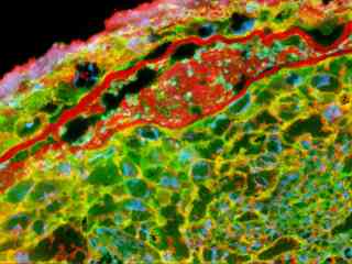 Rat Tissue Sections | Nikon’s MicroscopyU