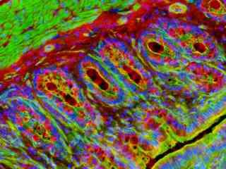 Rat Tissue Sections | Nikon’s MicroscopyU