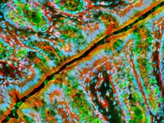 Rat Tissue Sections | Nikon’s MicroscopyU