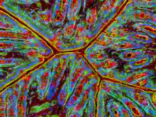 Rat Tissue Sections | Nikon’s MicroscopyU