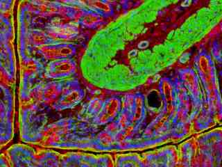 Rat Tissue Sections | Nikon’s MicroscopyU