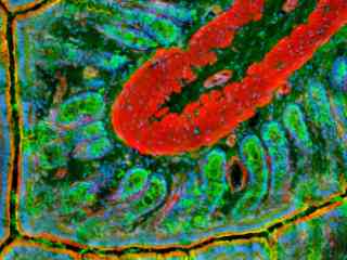 Rat Tissue Sections | Nikon’s MicroscopyU