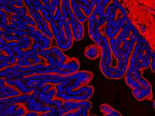 Rat Tissue Sections | Nikon’s MicroscopyU