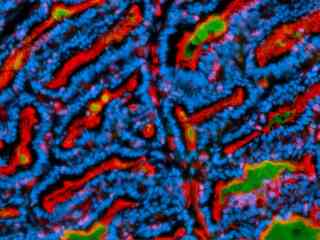 Rat Tissue Sections | Nikon’s MicroscopyU