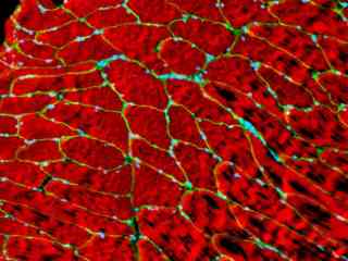 Rat Tissue Sections | Nikon’s MicroscopyU