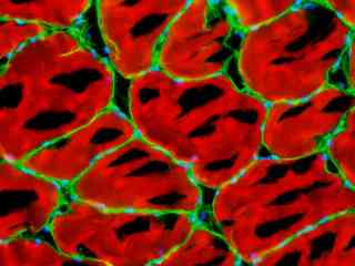 Rat Tissue Sections | Nikon’s MicroscopyU