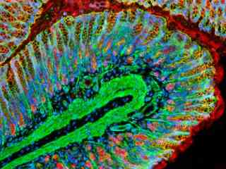 Rat Tissue Sections | Nikon’s MicroscopyU