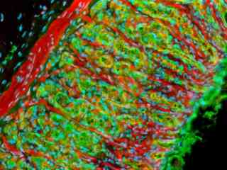 Rat Tissue Sections | Nikon’s MicroscopyU