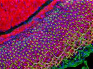 Rat Tissue Sections | Nikon’s MicroscopyU