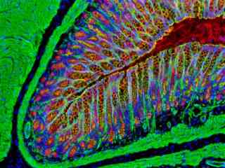 Rat Tissue Sections | Nikon’s MicroscopyU