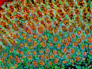 Rat Tissue Sections | Nikon’s MicroscopyU