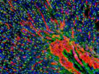 Rat Tissue Sections | Nikon’s MicroscopyU