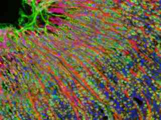 Rat Tissue Sections | Nikon’s MicroscopyU