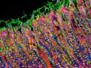 Rat Tissue Sections | Nikon’s MicroscopyU