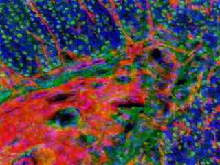 Rat Tissue Sections | Nikon’s MicroscopyU