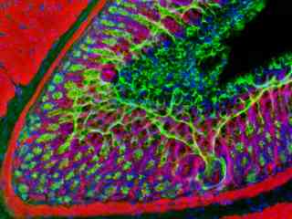 Rat Tissue Sections | Nikon’s MicroscopyU