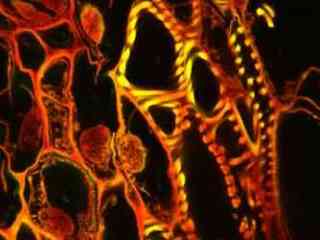 Confocal Microscopy | Nikon’s MicroscopyU