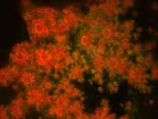 Confocal Microscopy | Nikon’s MicroscopyU