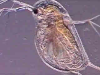 Pond Life Video Gallery | Nikon’s MicroscopyU