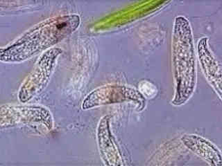 Pond Life Video Gallery | Nikon’s MicroscopyU