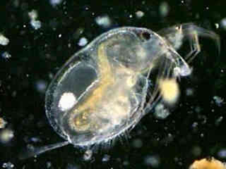 Pond Life Video Gallery | Nikon’s MicroscopyU