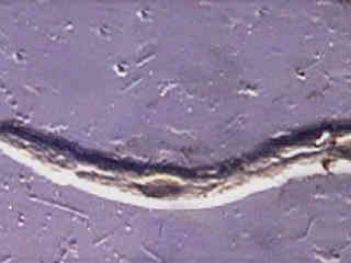 Pond Life Video Gallery | Nikon’s MicroscopyU