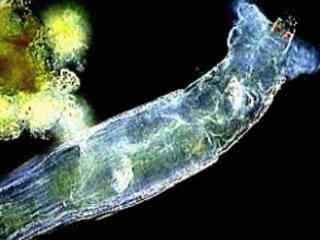 Pond Life Video Gallery | Nikon’s MicroscopyU