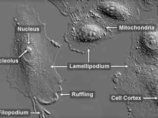 Cell Motility | Nikon’s MicroscopyU
