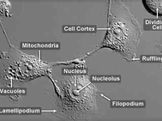 Cell Motility | Nikon’s MicroscopyU